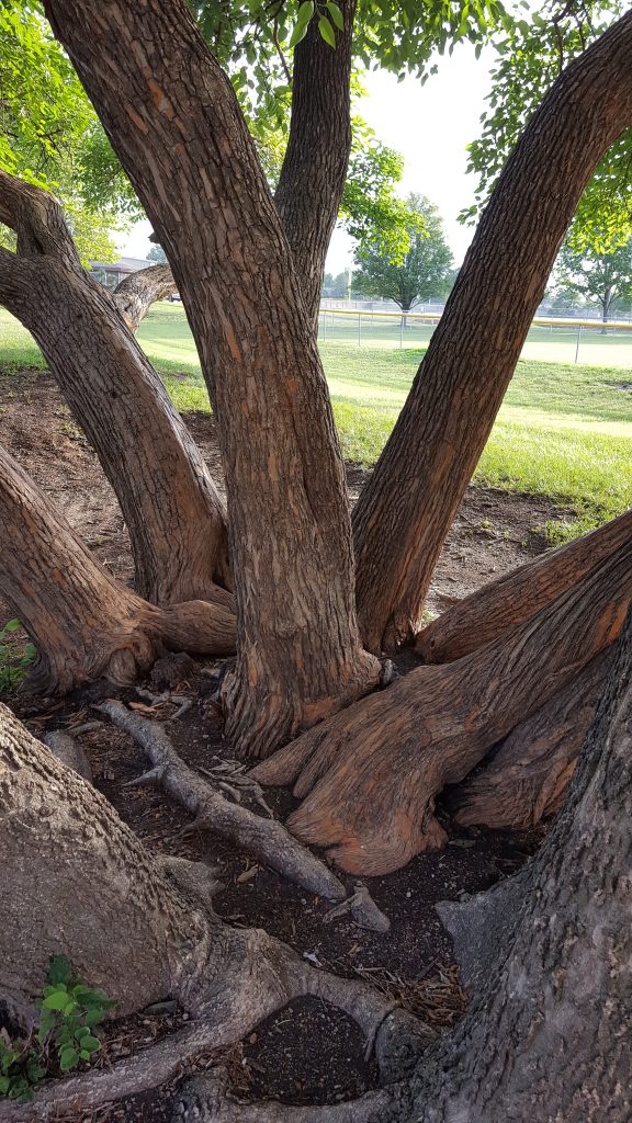 Interesting Trees | Lawrence Public Library