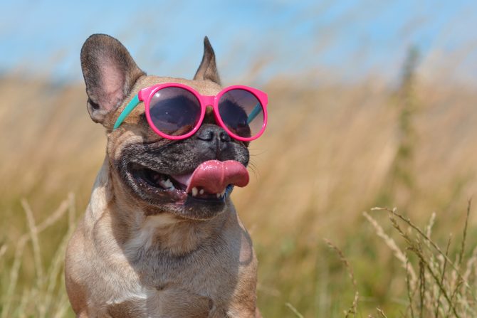 6 ways to stay doggedly social in retirement | Lawrence Public Library