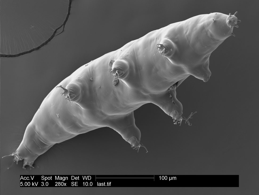 Tardigrade