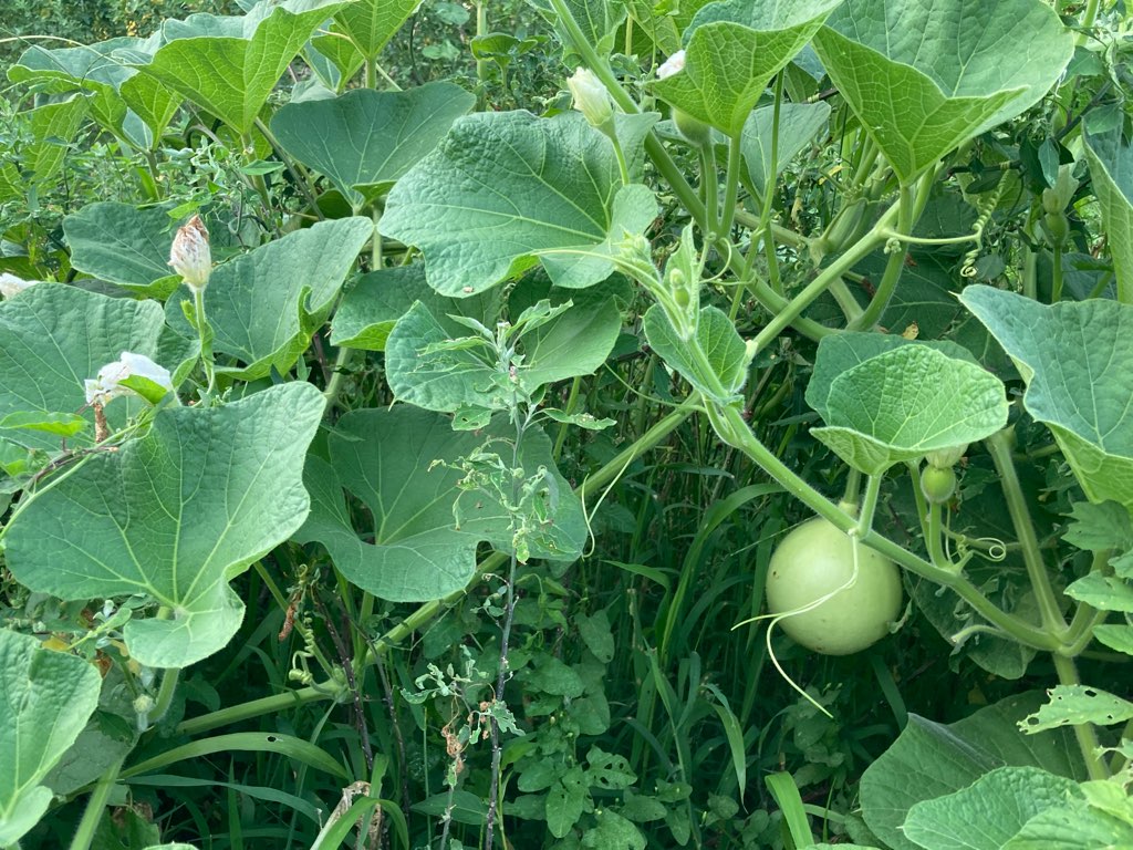 In the Garden with Common Ground | Lawrence Public Library