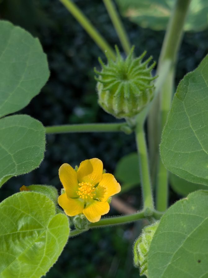 Light Eaters | Lawrence Public Library