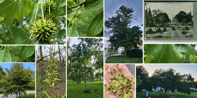 Interesting Trees V | Lawrence Public Library